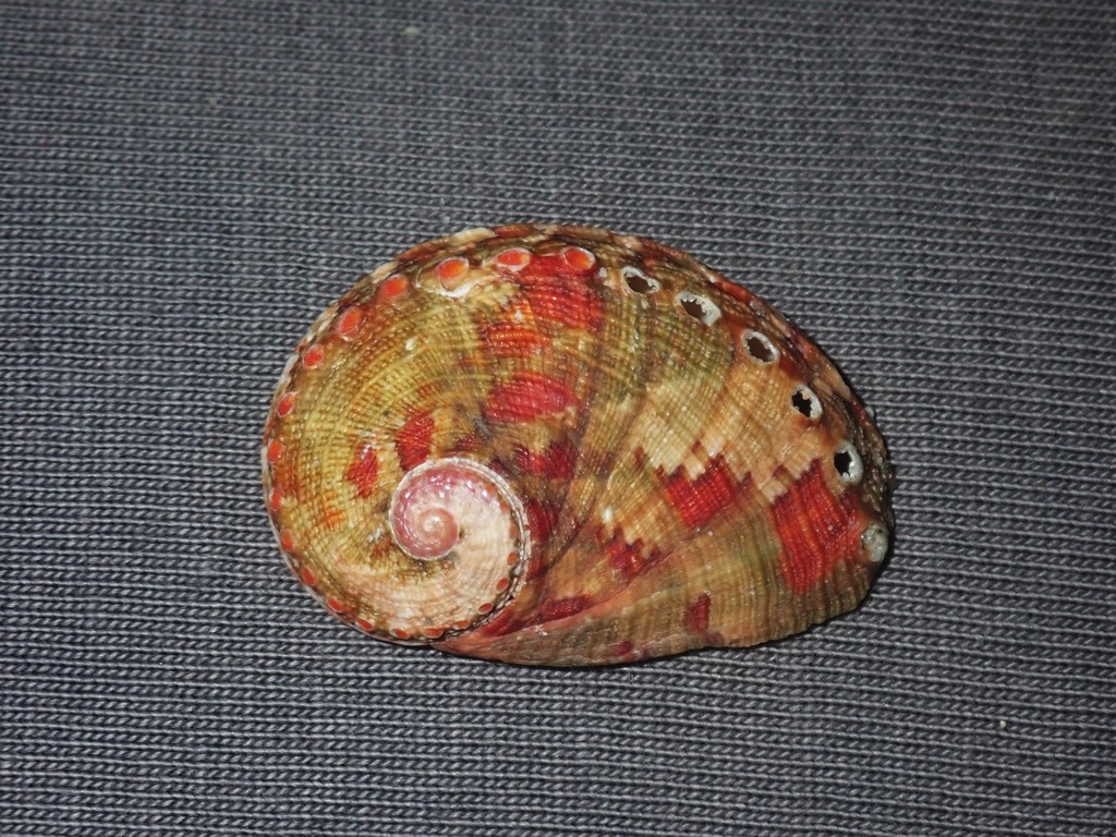 reddish-rayed abalone from Hungry Head, Urunga NSW 2455, Australia on ...