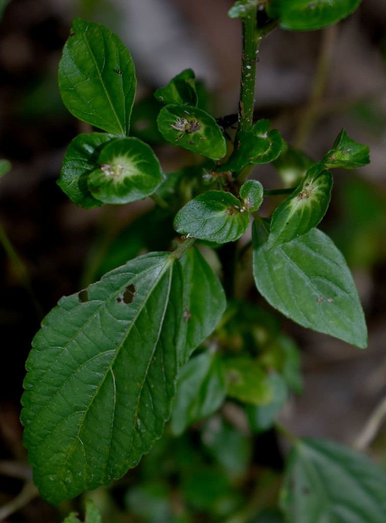 Asian Copperleaf from Cairns QLD, Australia on January 11, 2021 at 05: ...