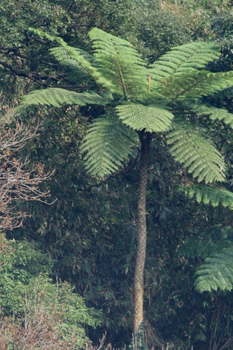 Flying Spider Monkey Tree Fern (Alsophila lepifera) · iNaturalist