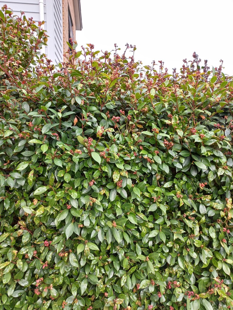 Myrtle Rust from Weymouth, Auckland 2103, New Zealand on December 13 ...