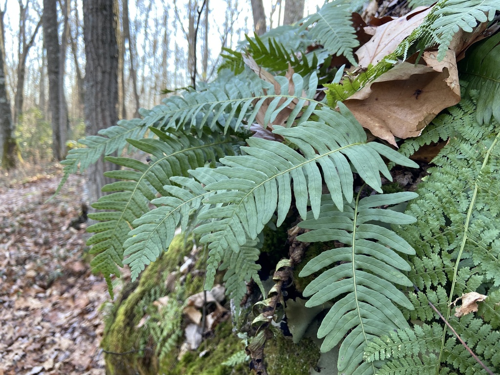 Appalachian rockcap fern from Oakland, MD, US on December 12, 2021 at ...
