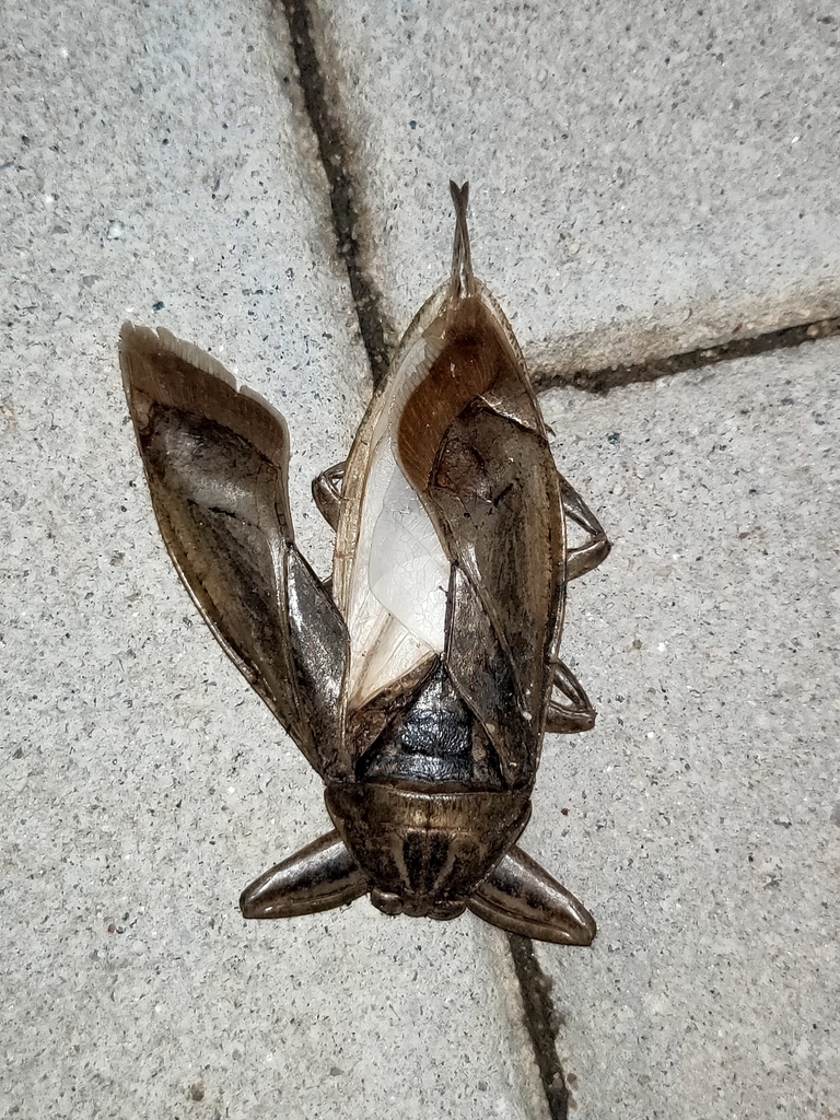 Asian Giant Water Bug from Chittoor, IN-AP, IN on December 12, 2021 at ...