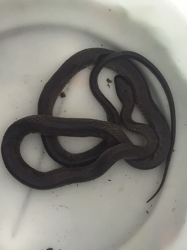 Slaty-grey snake (Stegonotus australis) - Snakes and Lizards