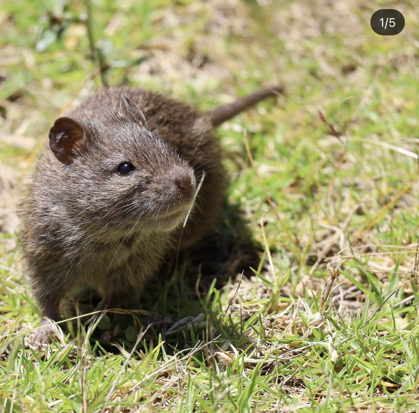 Australian Swamp Rat (Rattus lutreolus) - Know Your Mammals