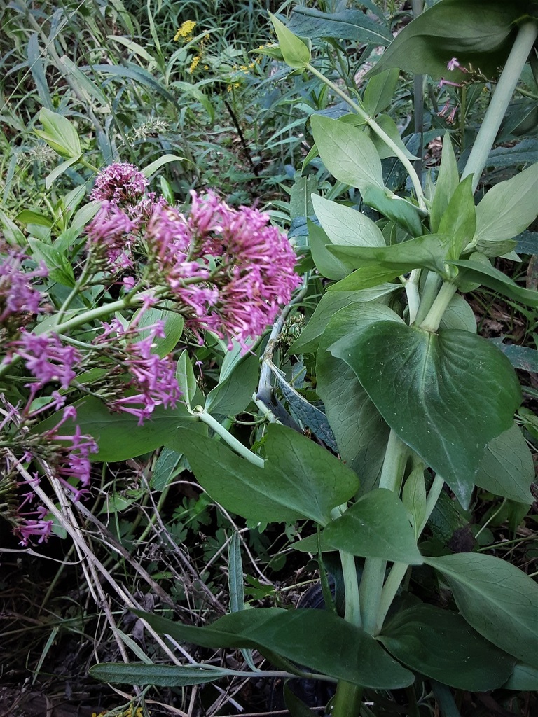 Red Valerian from Hassans Walls Reserve NSW 2790, Australia on December ...