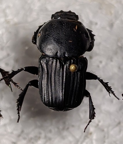 Cheironitis osiridis · iNaturalist