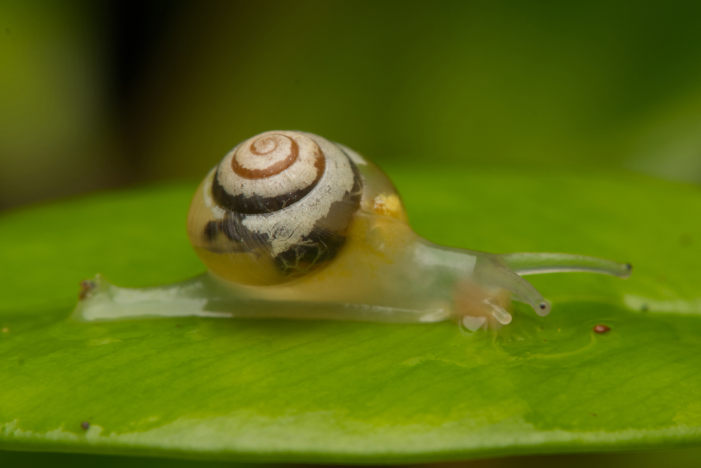 Pampin's Beehive Snail from Cooloola QLD 4580, Australia on December 13 ...