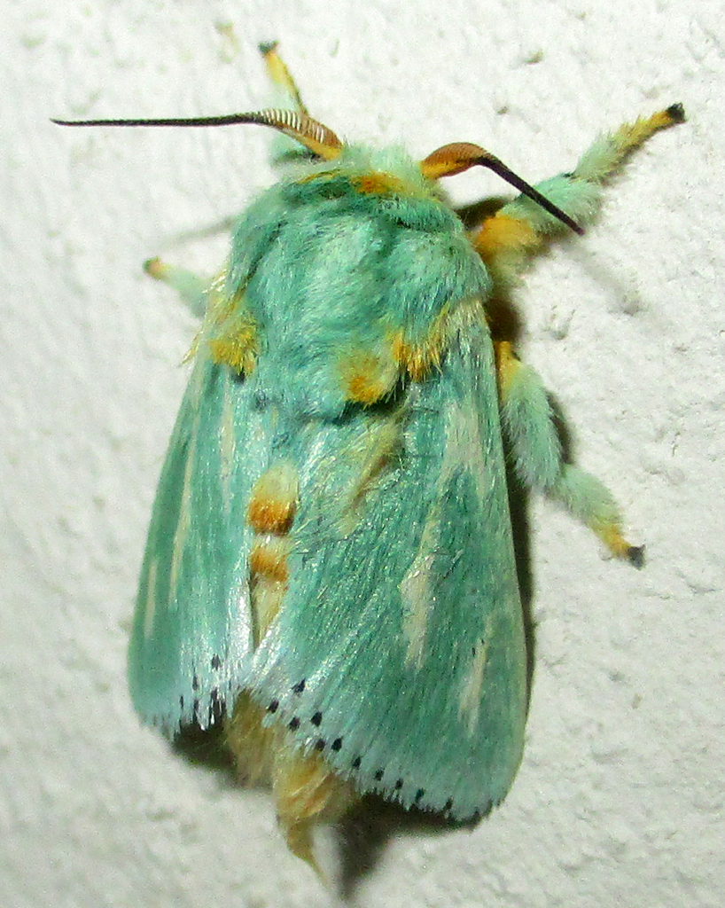 Coenobasis argentilinea from Serowe Botswana on December 11, 2021 by ...