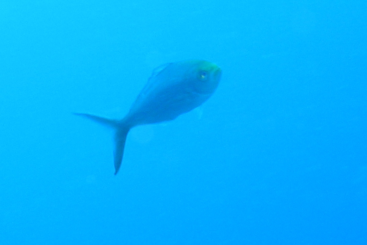 Paracaesio sordida Abe & Shinohara, 1962