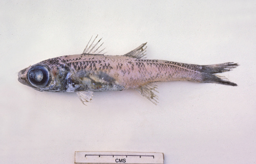 Cardenal denticulado (Epigonus denticulatus)