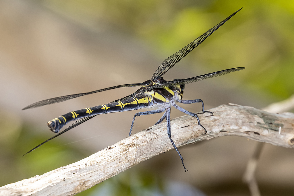 Giant Petaltail in December 2021 by Geoff Walker. I was chasing a ...