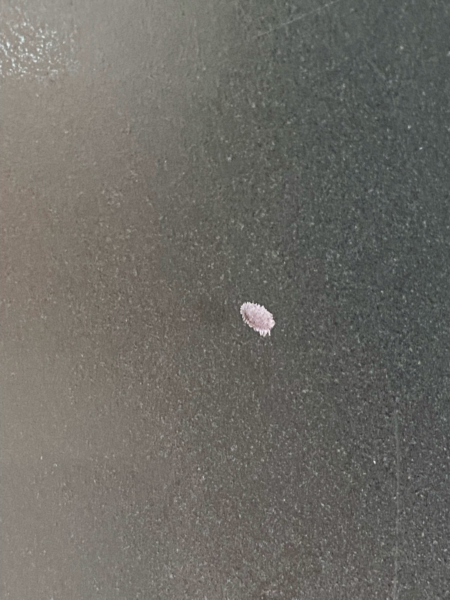 Planococcus citri (Risso, 1813)