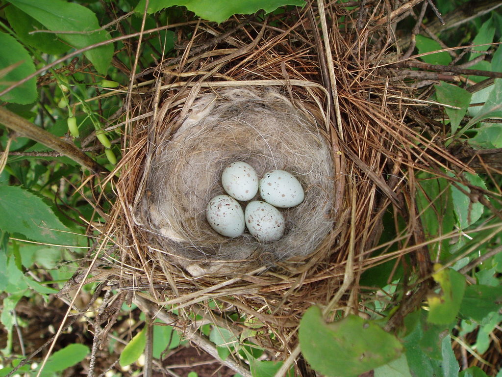 Eurasian Linnet from Северюхи, Кировская обл., Россия on July 04, 2005 ...
