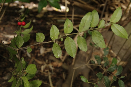 variedad Damnacanthus indicus major · NaturaLista Colombia