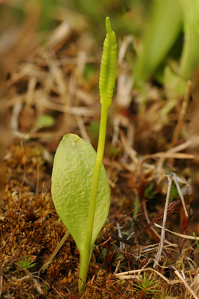 northern adder's-tongue in July 2007 by Timothy McNitt · iNaturalist