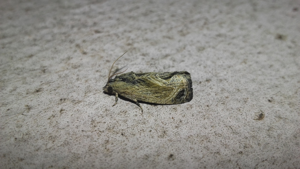 Cryptophlebia repletana from Padiyottuchal - Cherupara - Thimiri ...