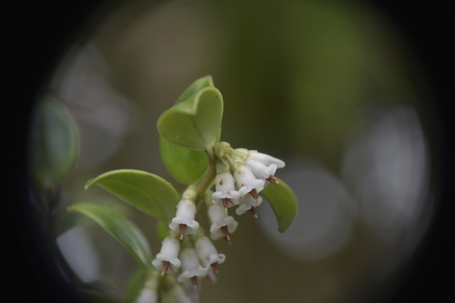 Disterigma cryptocalyx · iNaturalist