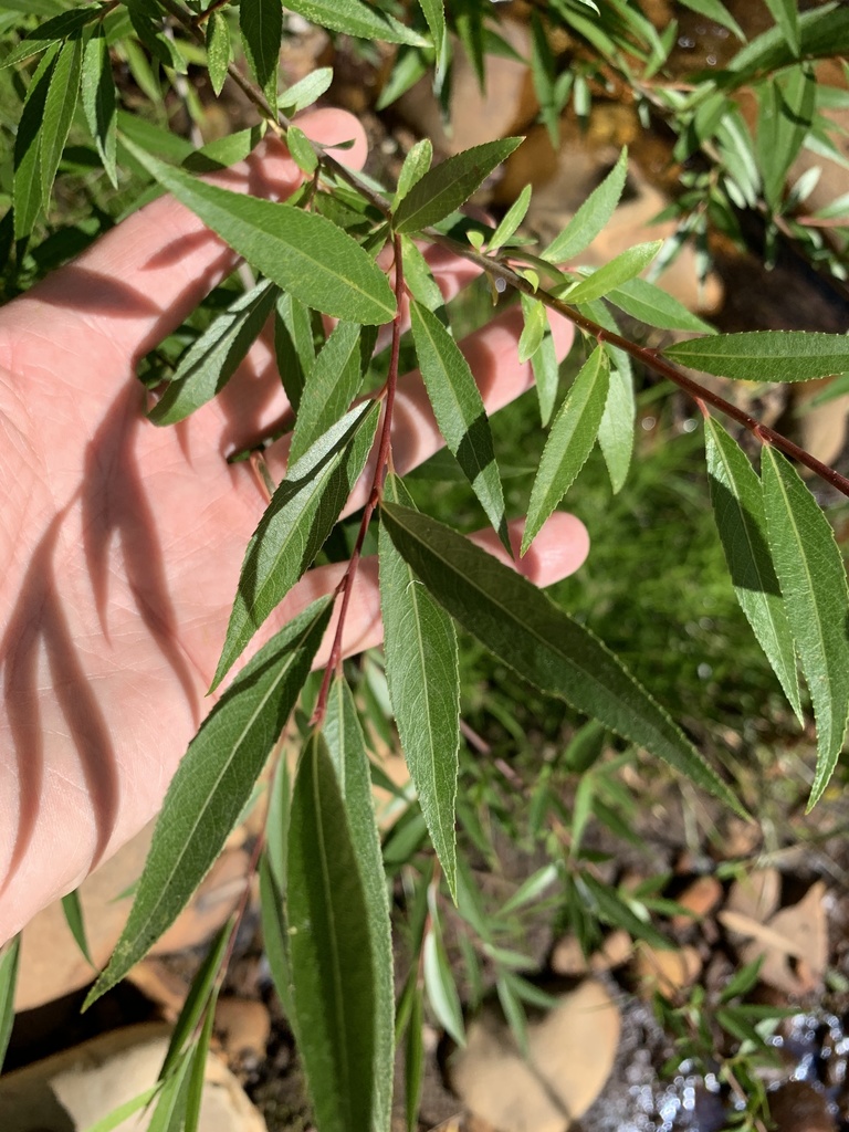 Cape Willow from Krige, Stellenbosch, WC, ZA on December 13, 2021 at 04 ...