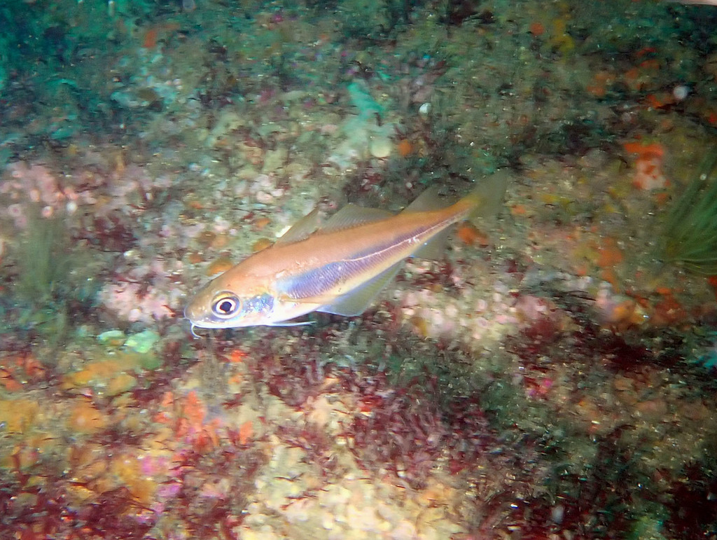 Poor Cod (Trisopterus minutus) - Marine Life Identification