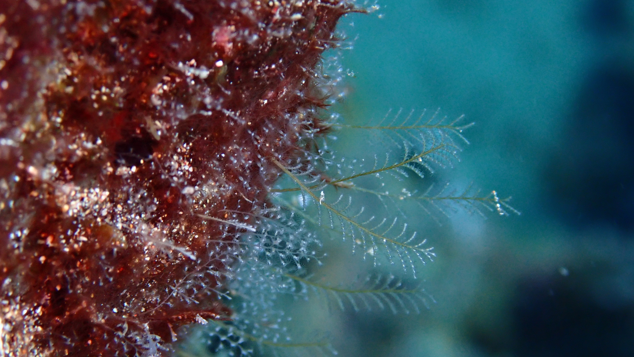 Aglaophenia pluma (Linnaeus, 1758)