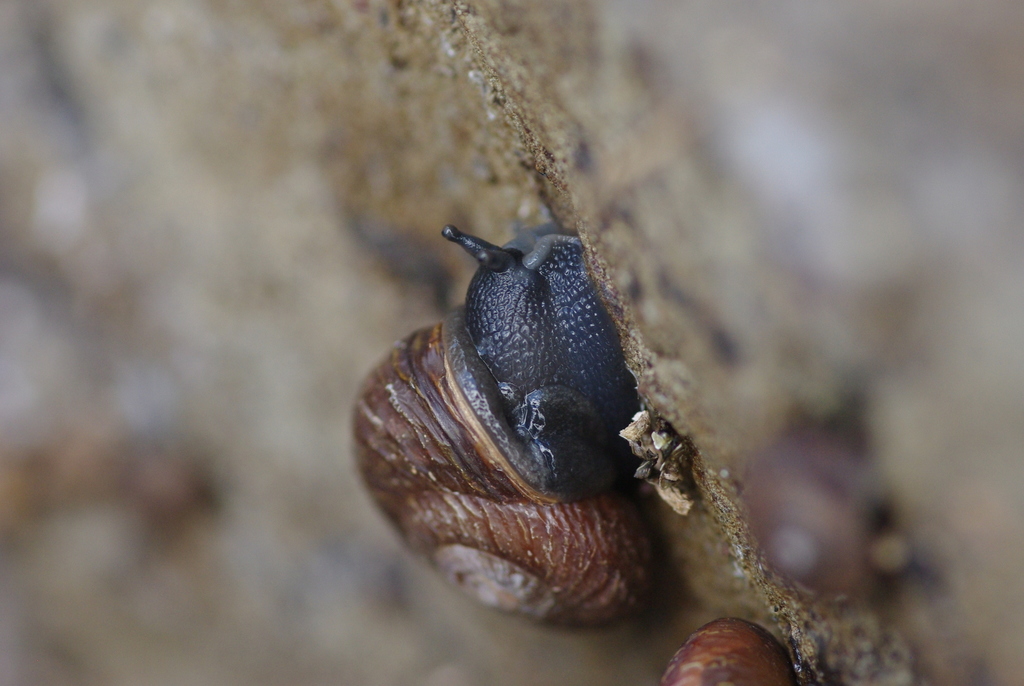 Leptaxis groviana (Madeira Snails) · iNaturalist