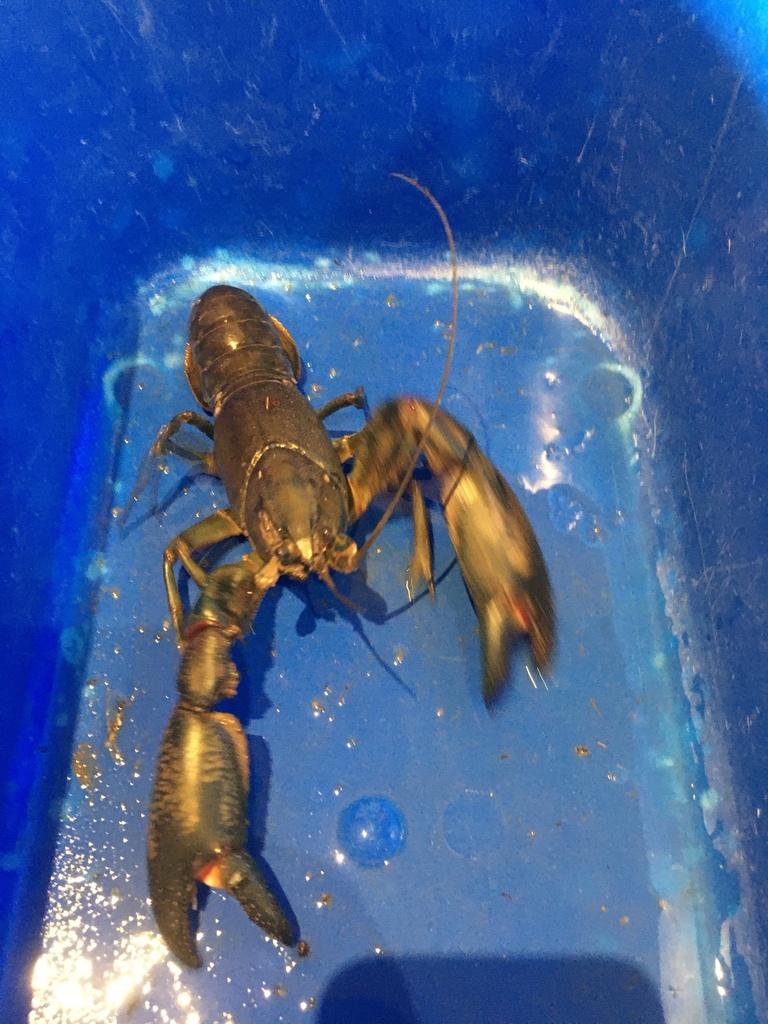Common Yabby from Ascot-Creswick Rd, Creswick, VIC, AU on August 29 ...