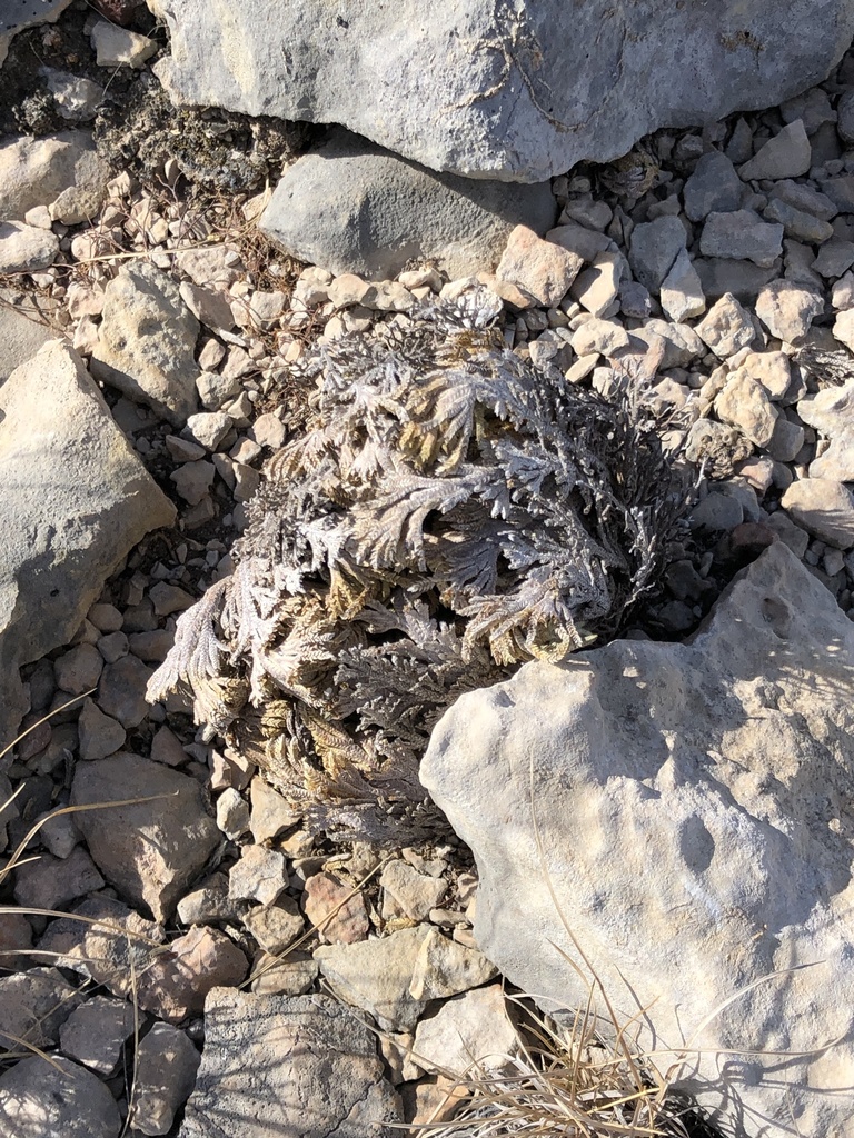 resurrection plant from Seminole Canyon State Historical Park, Del Rio ...