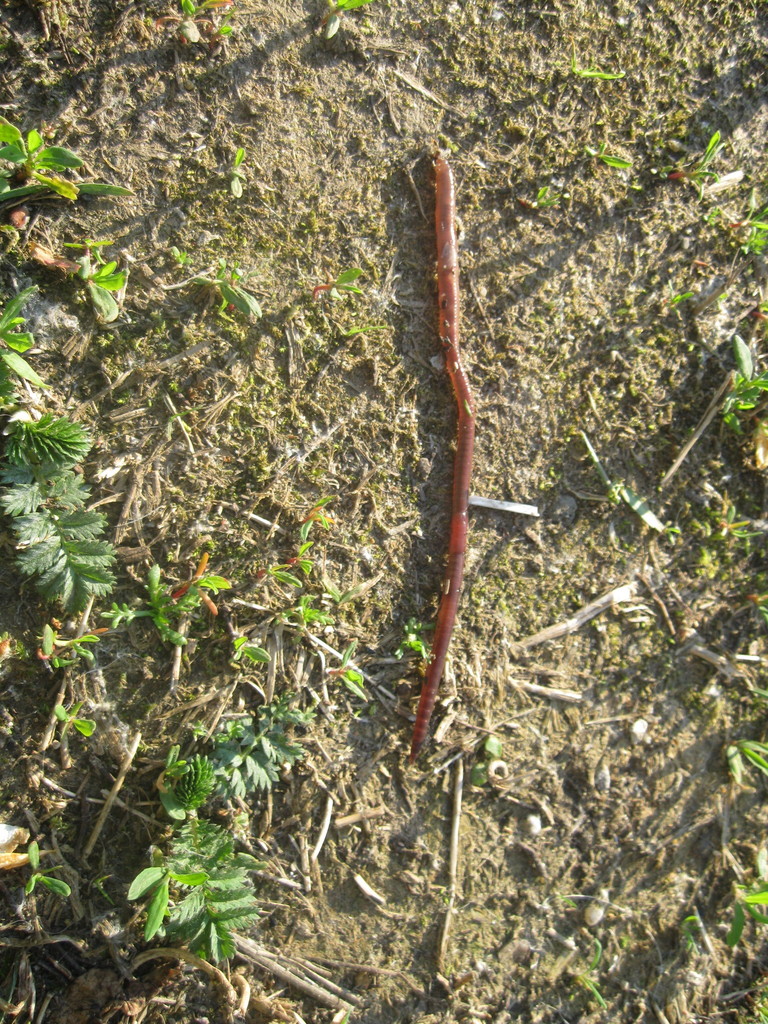Redhead Worm from Кудымкар, Пермский край, Россия on June 03, 2011 at ...