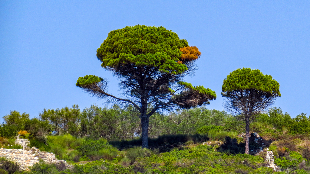 Stone pine (Pinus pinea) - Botanical Realm