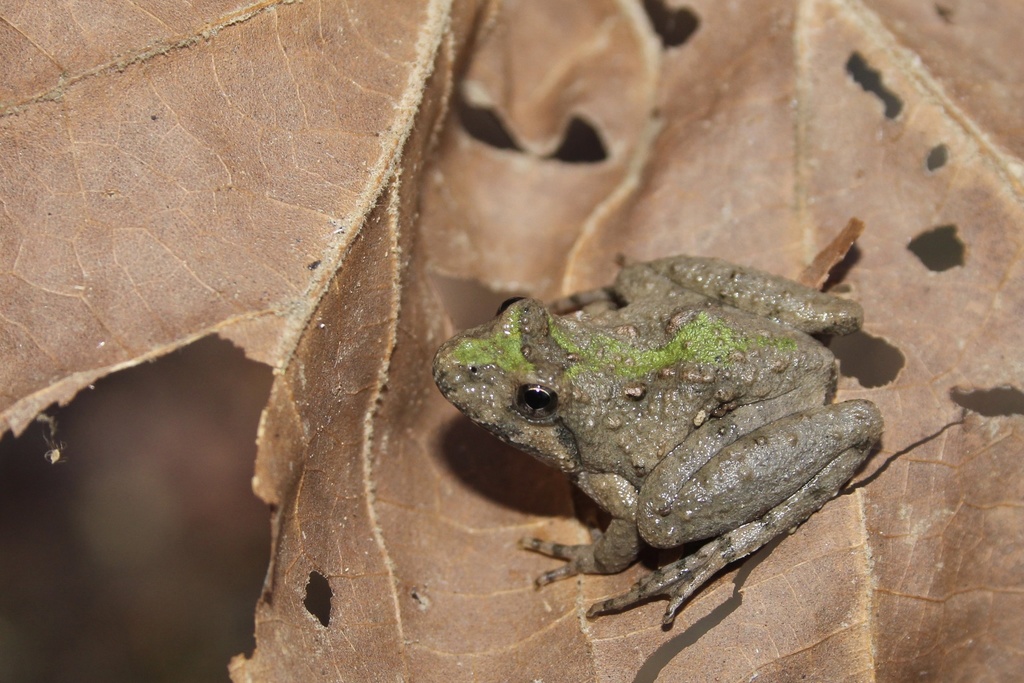 Northern Cricket Frog (Herpetofauna of Middle Tennessee) · iNaturalist