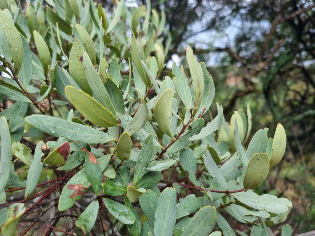 Blue Gwarrie (Homeowner Plant guide for Gardens) · iNaturalist