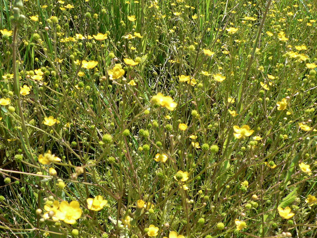 African buttercup (Ranunculus multifidus) - Botanical Realm