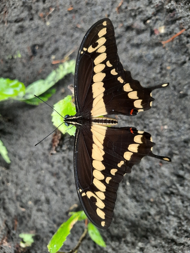 Western Giant Swallowtail from Tortuguero, Limón, Costa Rica on ...