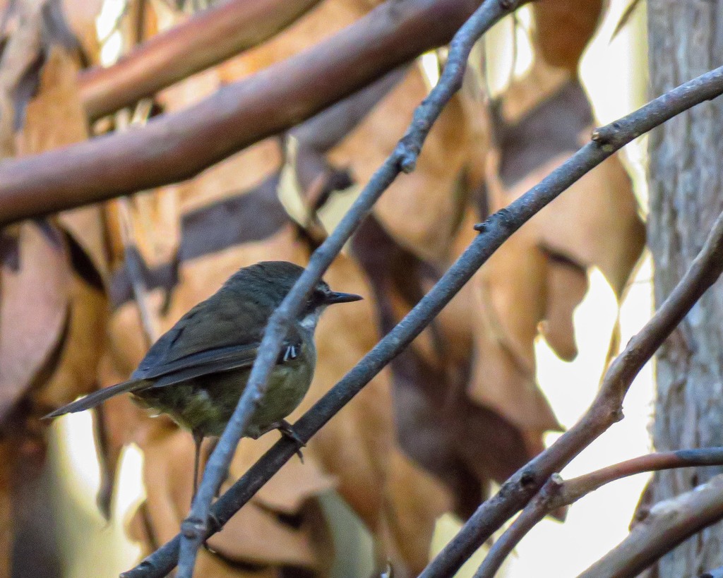 White-browed Scrubwren from Lyonville VIC 3461, Australia on December ...