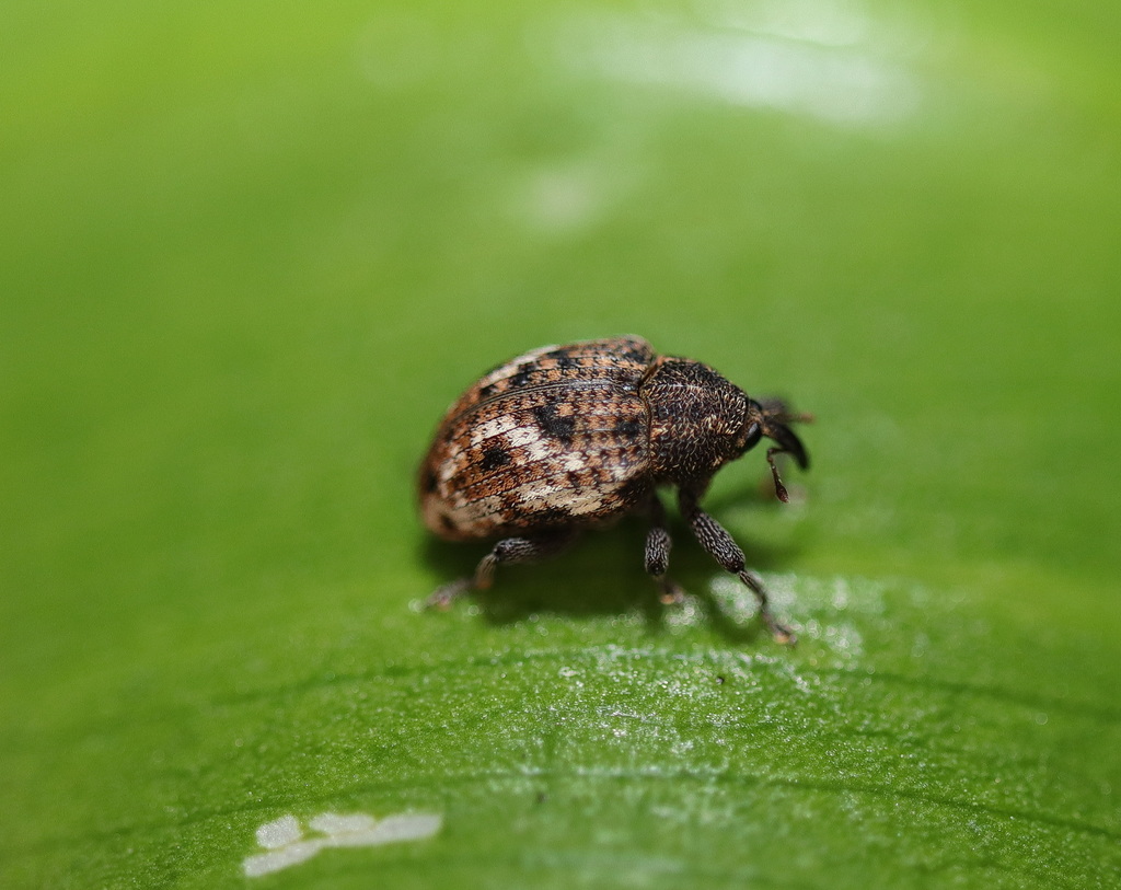 Tyrtaeosus microthorax from Witta QLD 4552, Australia on December 13 ...