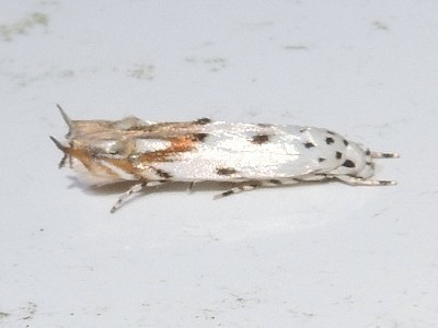Red-streaked Mompha Moth from My Back Yard, Queens, NY 11364, USA on ...