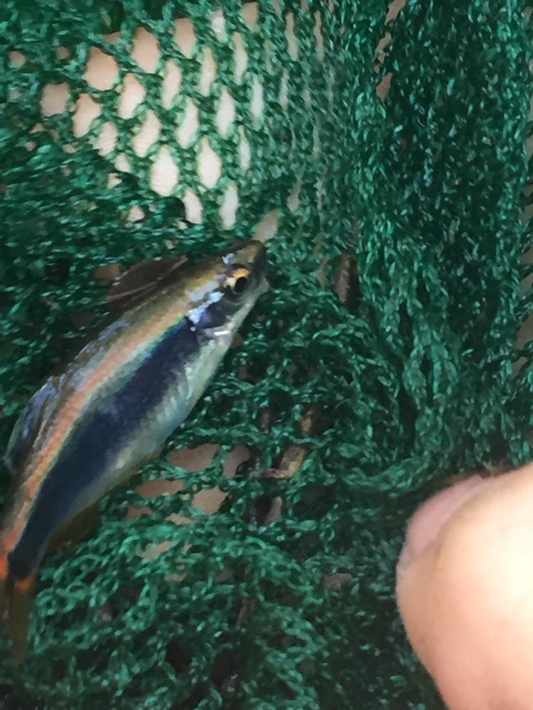 Sailfin Shiner from Niceville, FL, US on December 13, 2021 at 09:36 AM ...