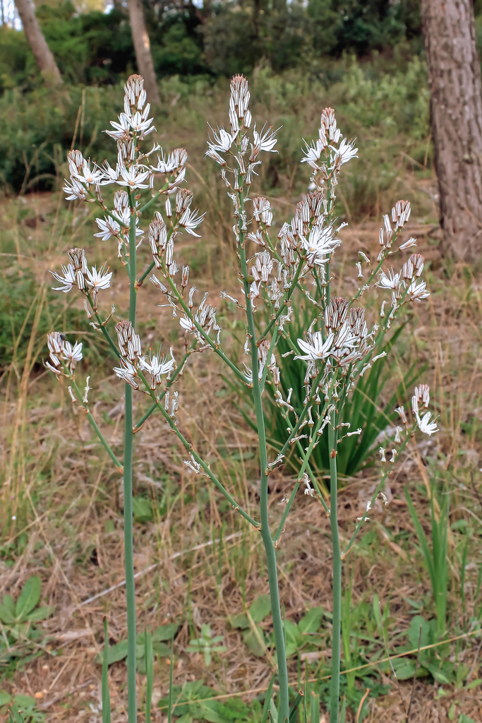 Asphodelus ramosus distalis (Tenerife Plants Liliopsida without Poales ...