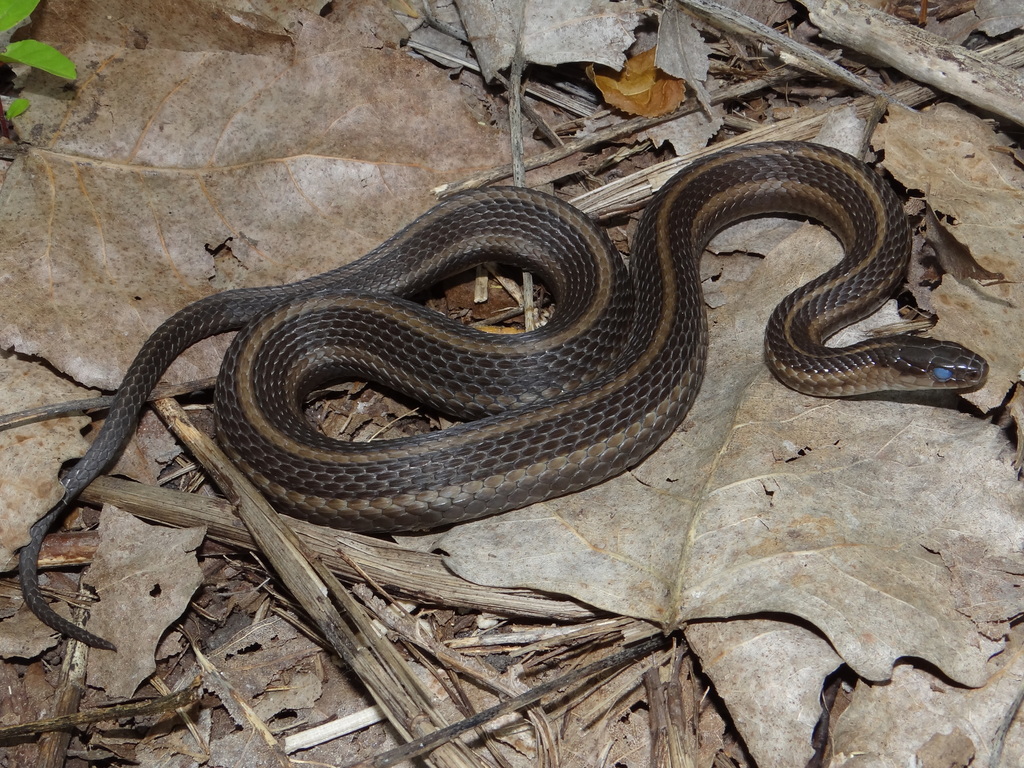 Short-headed Garter Snake in June 2018 by timoteo_b. Heavy blue; Lifer ...