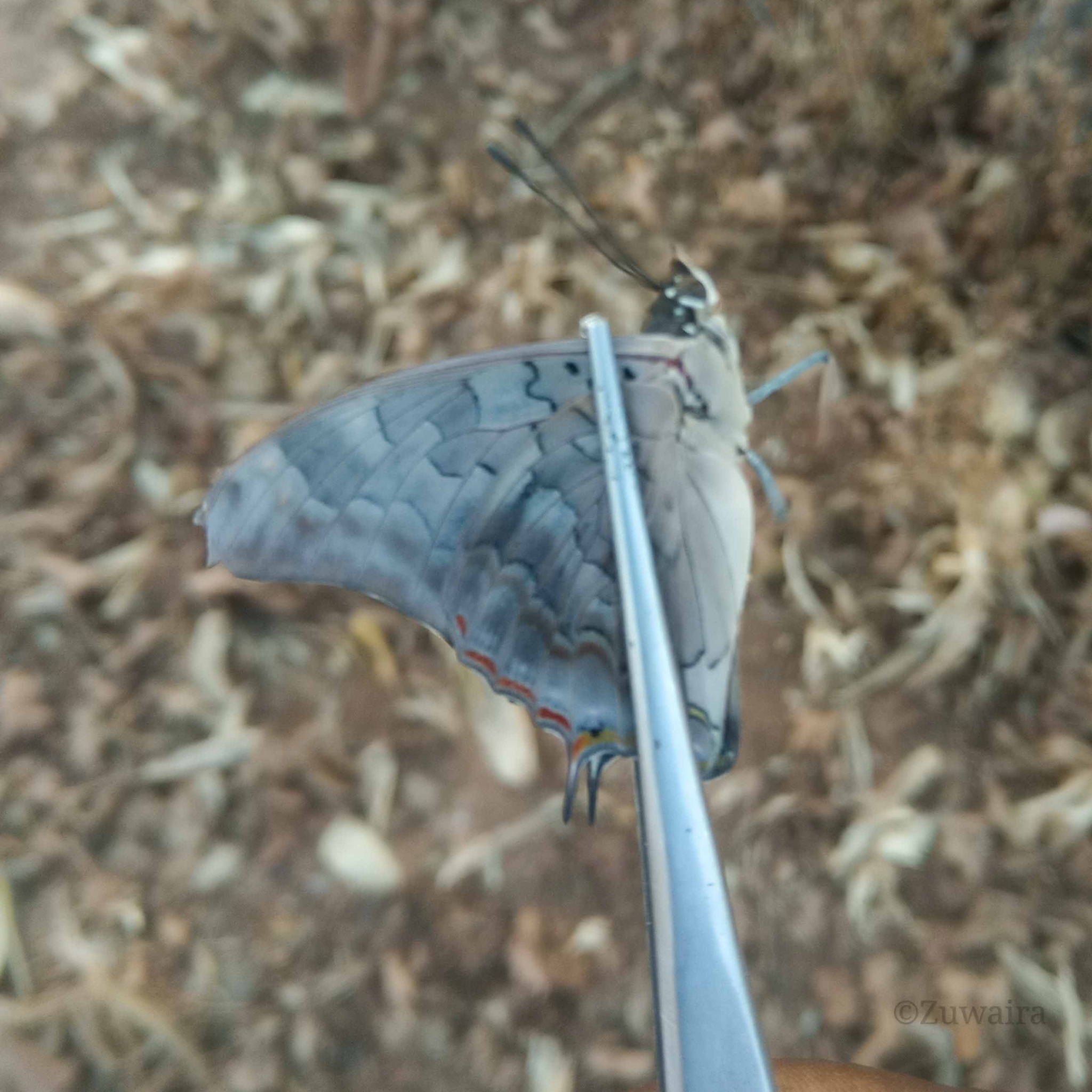 Charaxes viola Butler, 1865