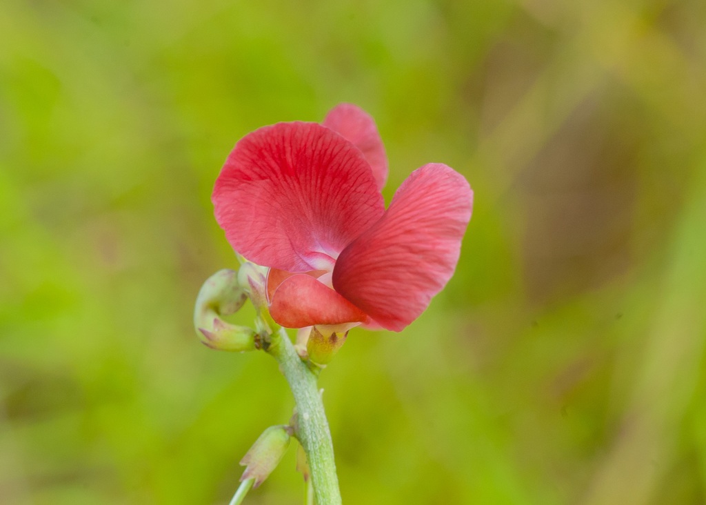 (Phaseoleae) - Botanical Realm