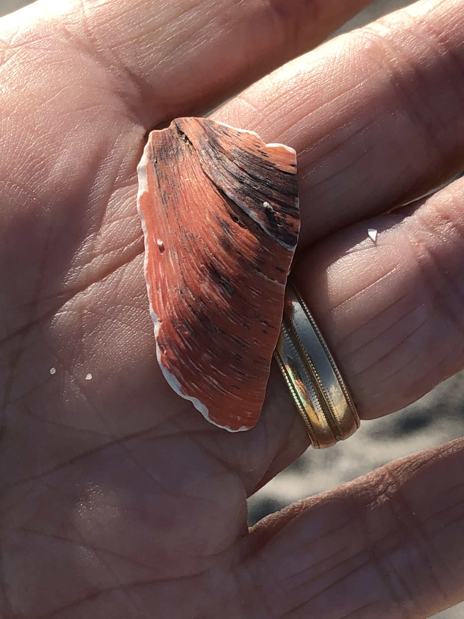 Modiolus americanus Leach, 1815