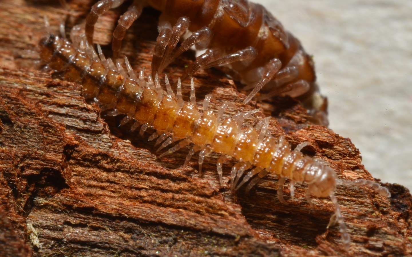 Brachydesmus superus Latzel, 1884