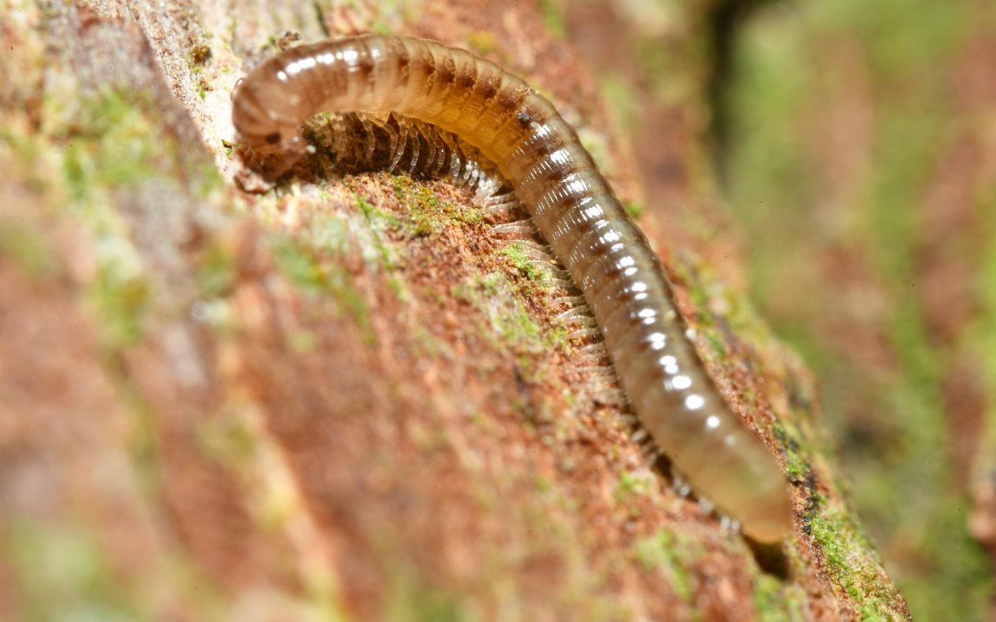 Brachyiulus pusillus (Leach, 1814)