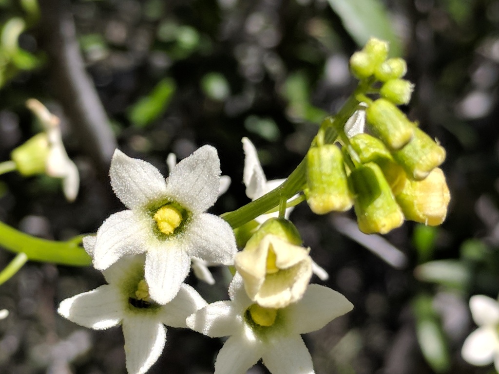Sierra man-root (Flora Species Of The San Joaquin Experimental Range ...