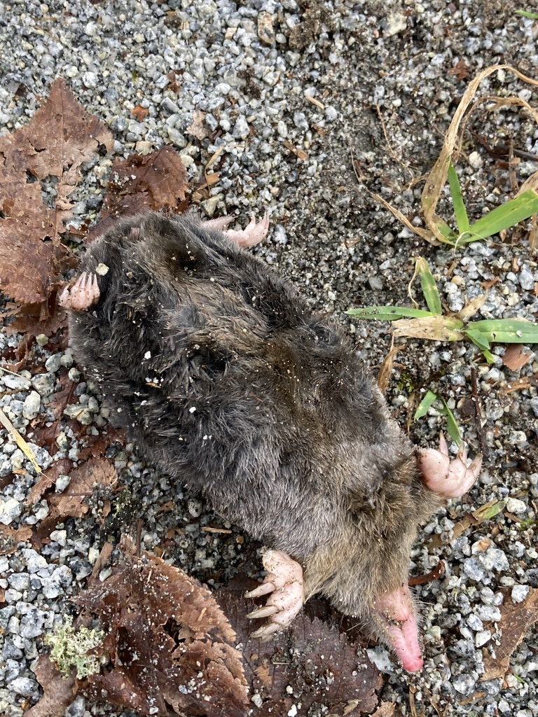 Coast Mole from River Heights, Coquitlam, BC, CA on December 11, 2021 ...