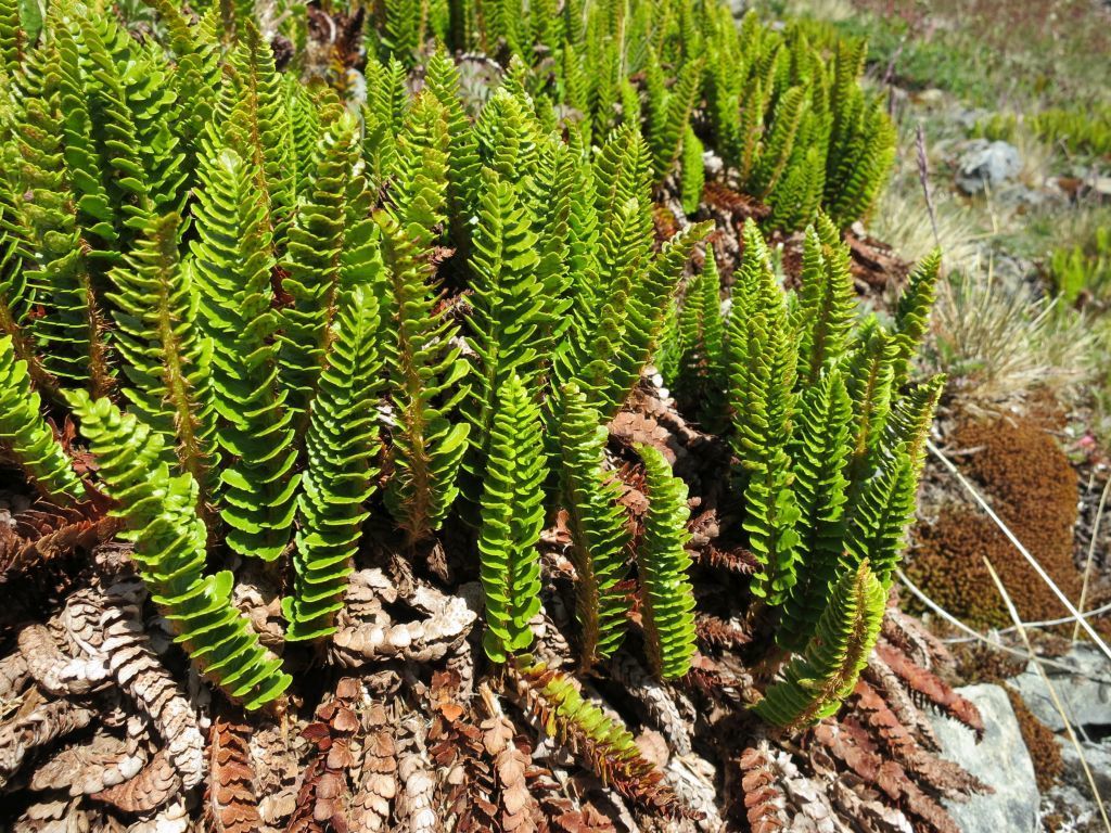 shield fern (South Georgia Flora) · iNaturalist