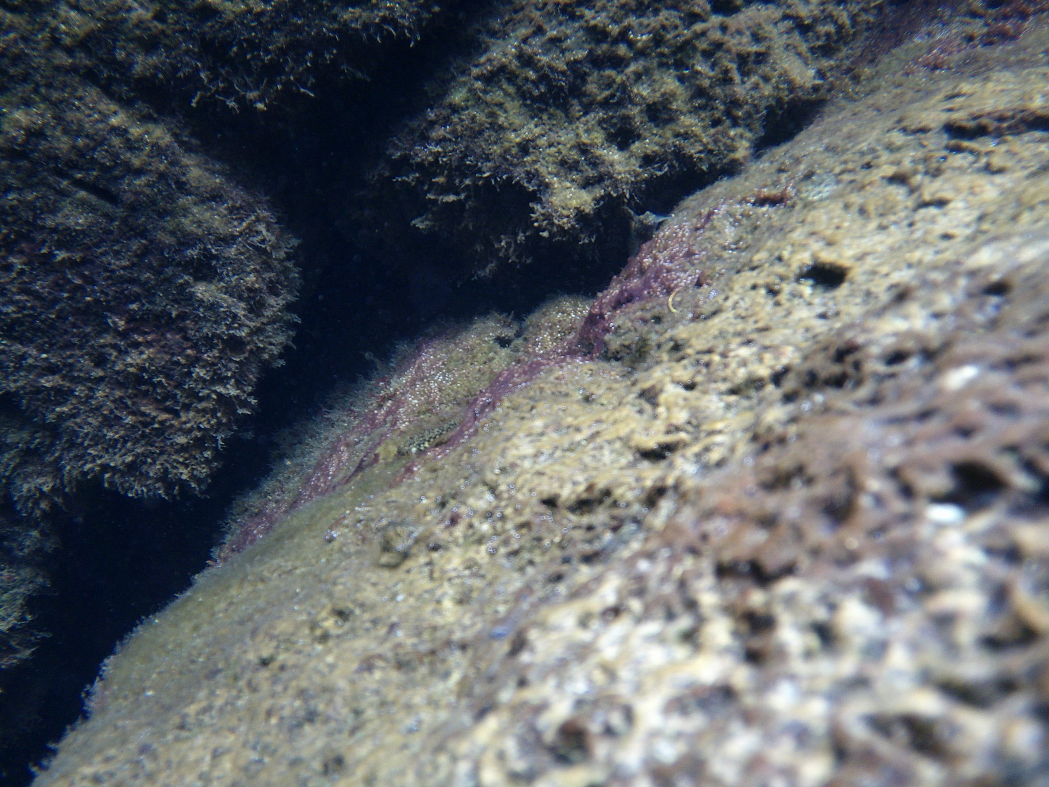 Bathygobius lineatus (Jenyns, 1841)