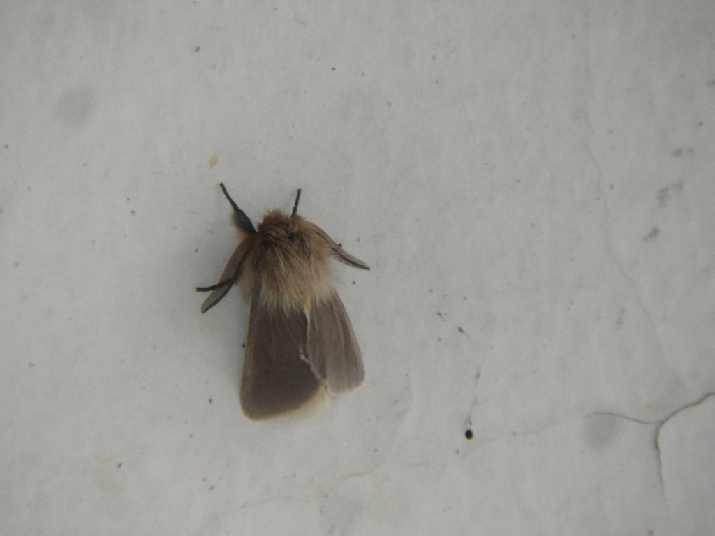 Paracles deserticola from Gral. Acha, La Pampa, Argentina on December ...