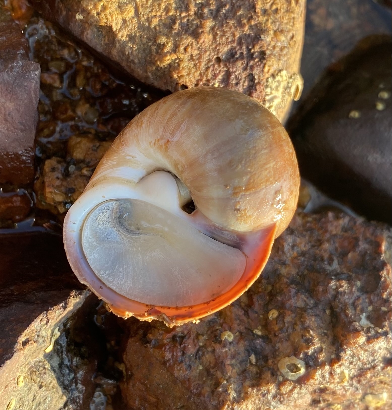 Cryptonatica janthostoma (Deshayes, 1839)